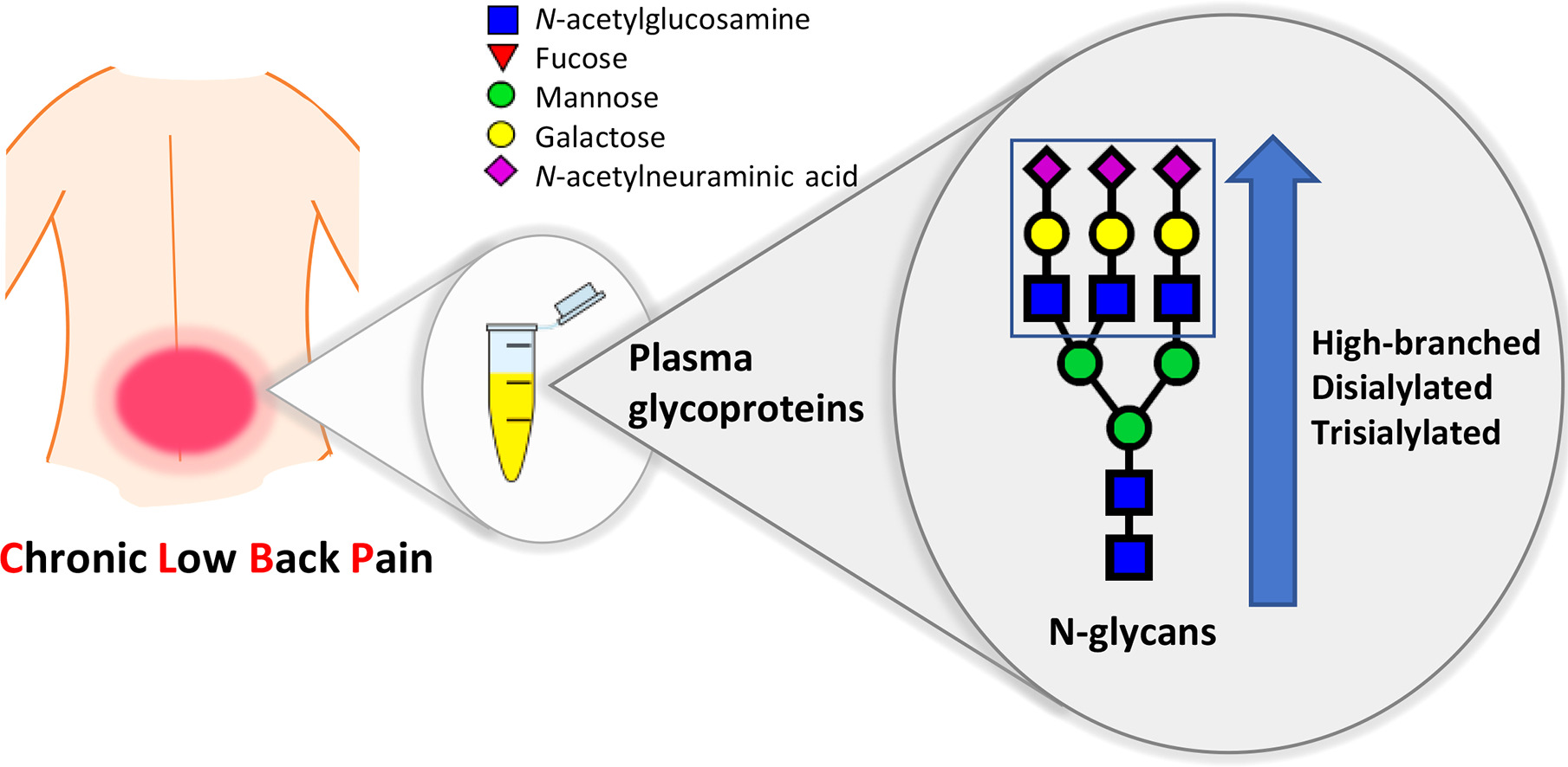 Chronic inflammation and low back pain | PolyOmica